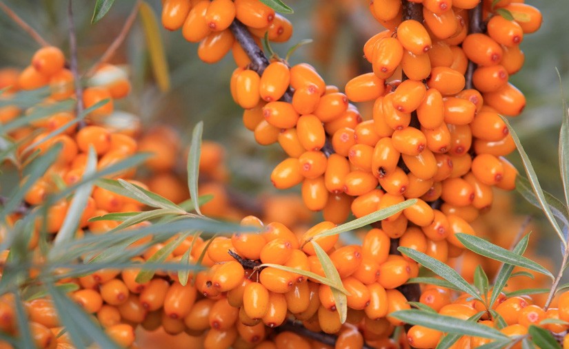 Mongolia’s fruit production covers only 1.5 percent of domestic demand