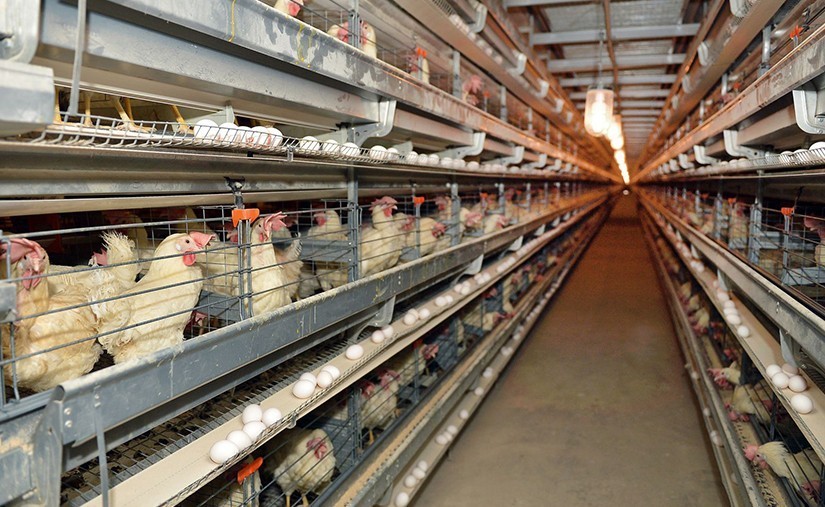 We have exported 3000 tons of meat and imported 9000 tons