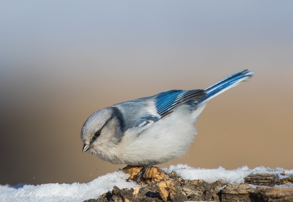 PHOTO TOUR: River Bush Birds