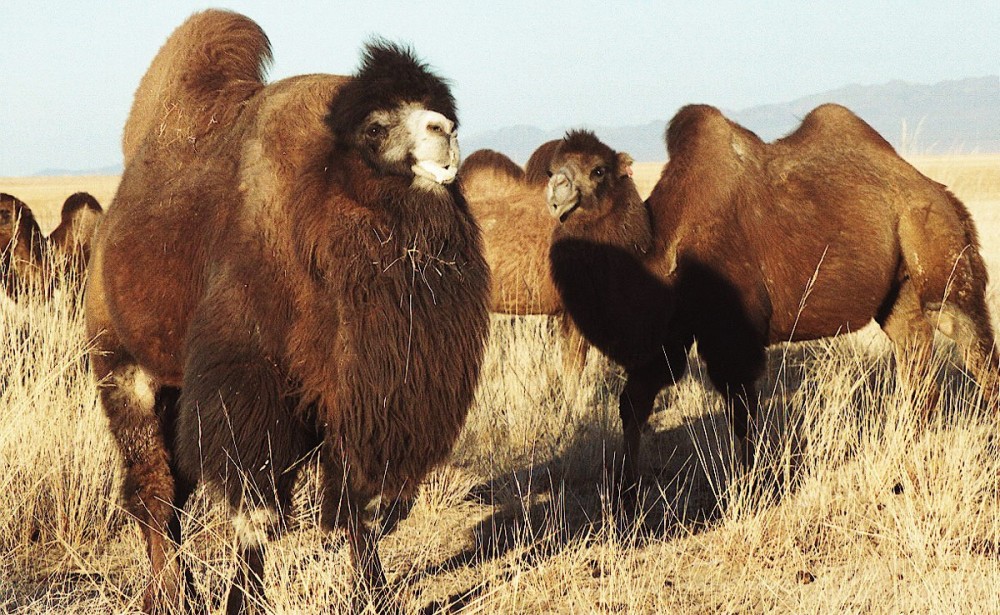 Ханбогд суманд тэмээ олноороо үхлээ