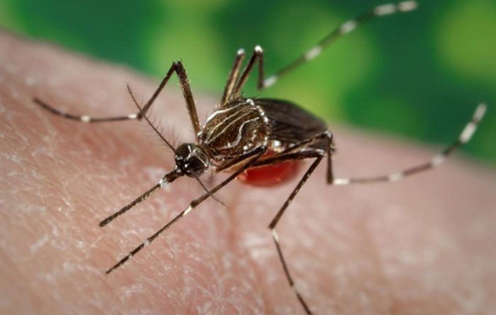 Дэлхийн хоёр тэрбум хүн Зика вирусийн халдвар авах аюул тулгарч байна