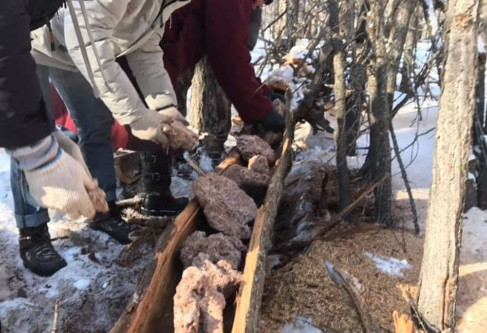 Халиун буга бор гөрөөсний тархац нутагт өвс хужир байршуулжээ