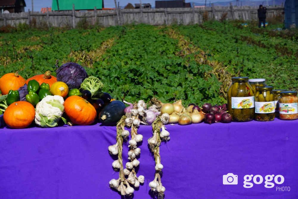 Улсын хэмжээнд 597 мянган га талбайд тариалалт хийжээ