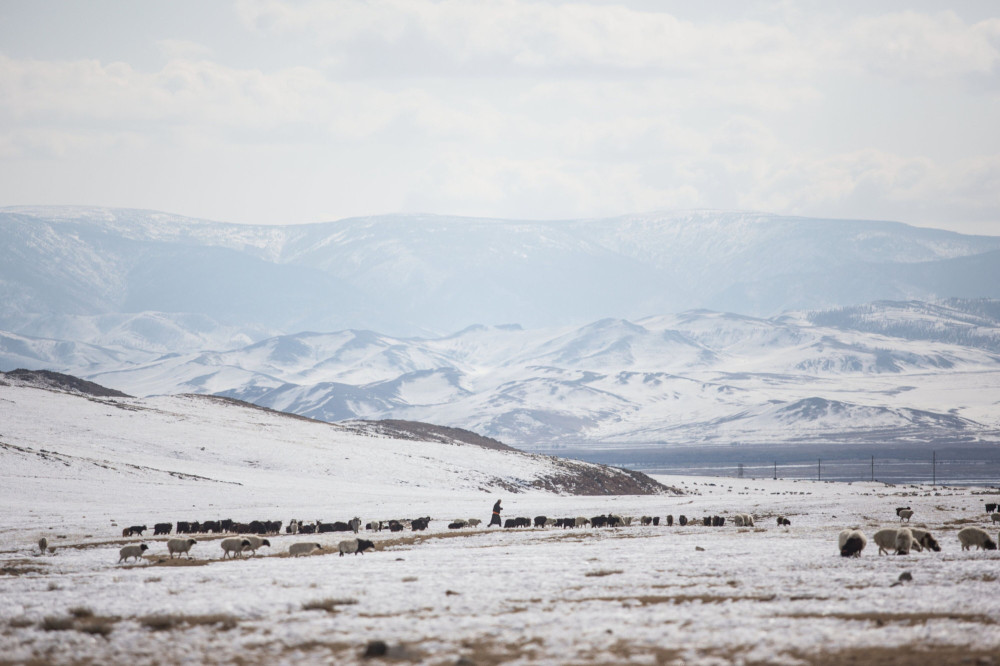 Зудад нэрвэгдсэн малчид ядуурлаас гарч чадахгүй байдалд орох нь хотынхонд ч хамаатай НҮБ юу зөвлөв
