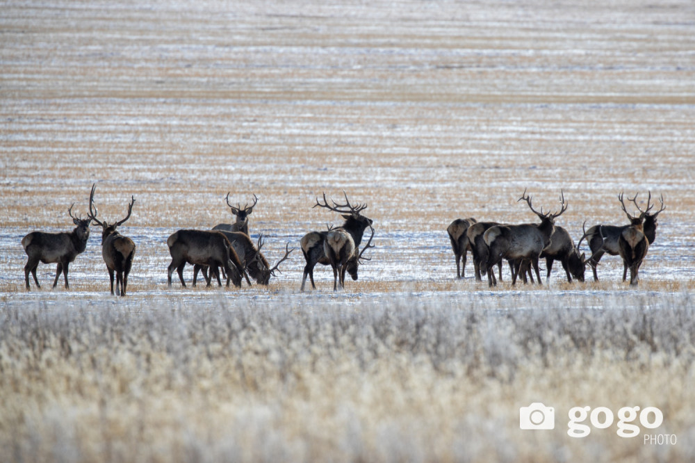 Буга дунджаар 12-18 жил насалдаг