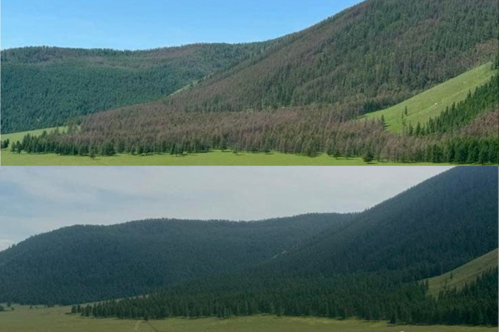 Хөнөөлт шавжтай тэмцсэнээр 15 21 хоногийн дараа ойн мод сэргэн ургадаг