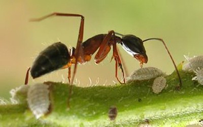 Амиа золиослох нь шоргоолжны хувьд ердийн үзэгдэл