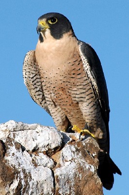 Ашиг хонжооны овоо хараанд тэнгэрийн жигүүртэн тээглээд байна