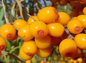 Талд чацаргана ургаж байна