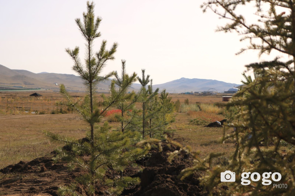 National Tree Planting Day to be held on May 11